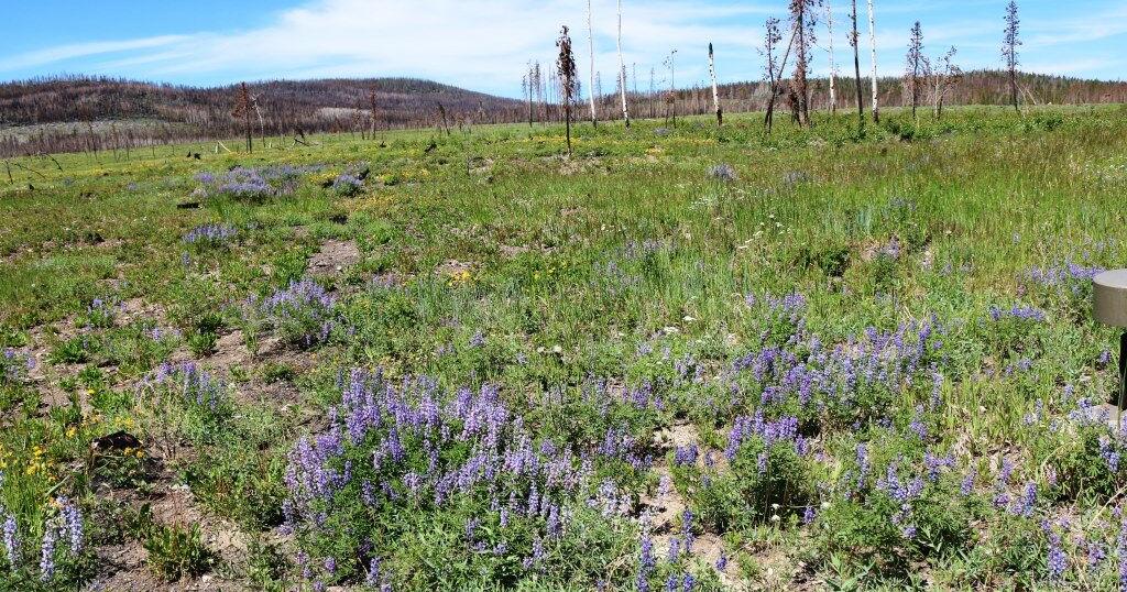 Mullen Fire – two years later and looking ahead | News | wyomingnews.com