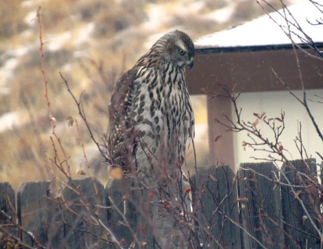 Volunteers needed: Christmas Bird Count event scheduled for this ...