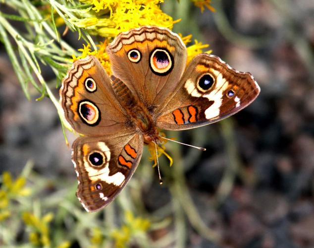 ‘Tis the season for butterflies | News | wyomingnews.com