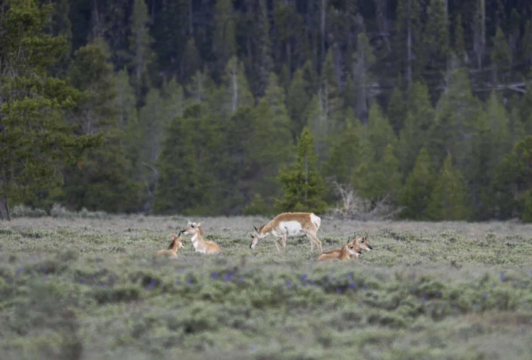 After years of debate, Gordon protects ‘Path of the Pronghorn’ | Local ...