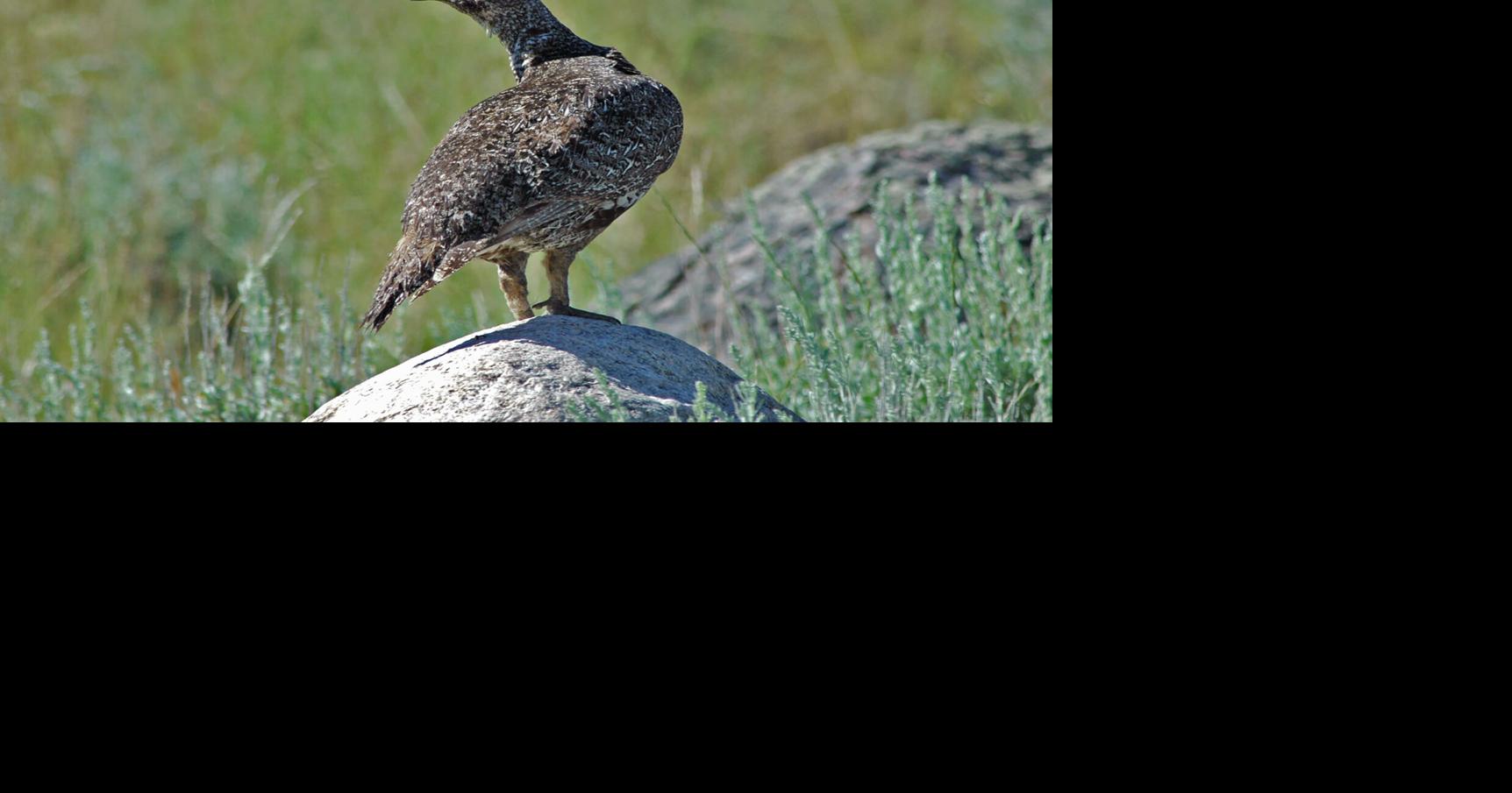 Public asked to report dead sage grouse during West Nile virus season ...