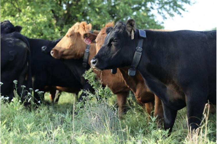 Virtual fencing comes to Sheridan County | Local News | wyomingnews.com