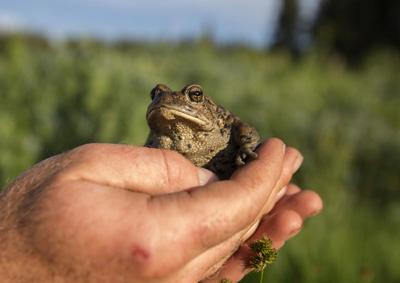 Utah biologists work to save boreal toads from extinction | From The ...