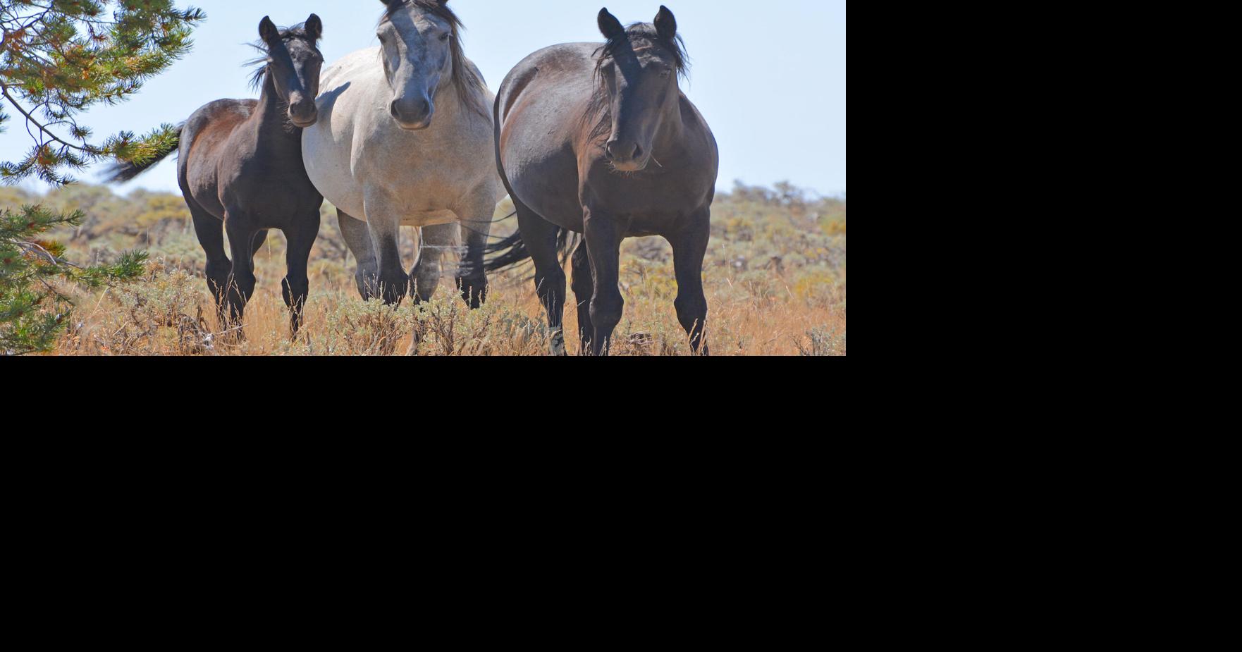 Feds pitch wild horse removals, new herd plans to ease impacts on Red ...