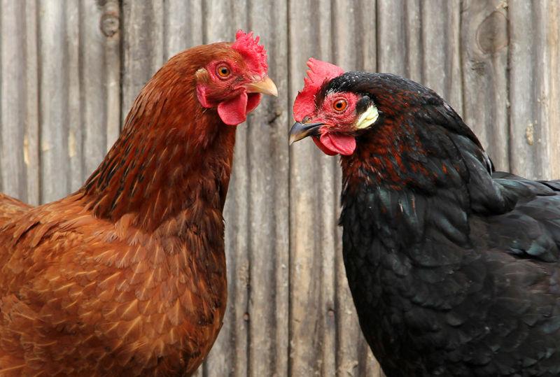Laramie County Library to host beginner class on backyard chickens ...