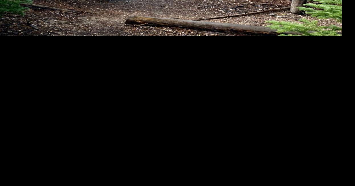 Yellowstone National Park attendance increases over holiday | Economic ...