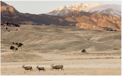 Multiple issues in mule deer herds are the subject of December ...
