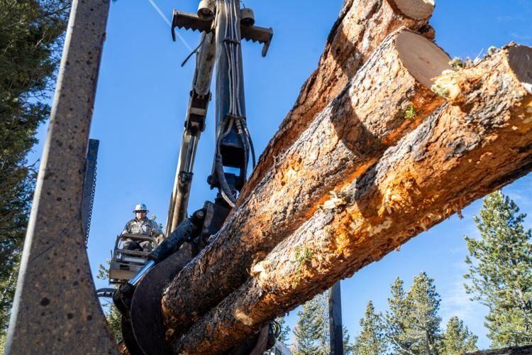 Buffalo's last logger: Politics, environment and economics affect local ...