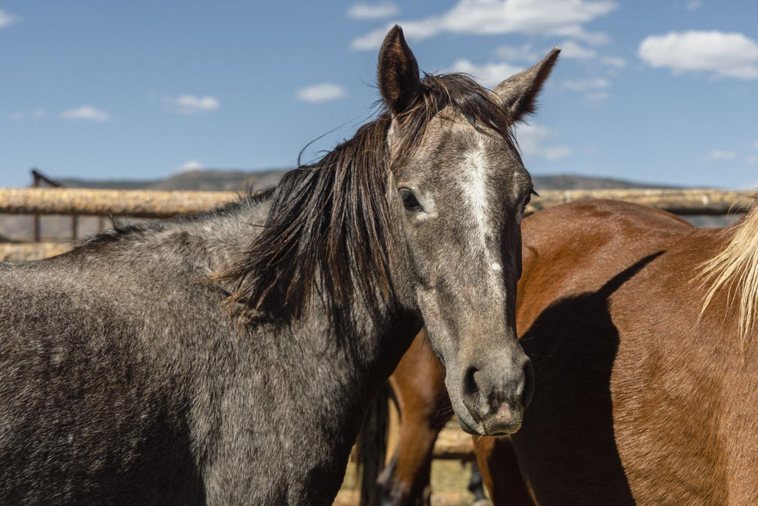 BLM, Wyoming Honor Farm will offer trained wild horses, burros in May ...