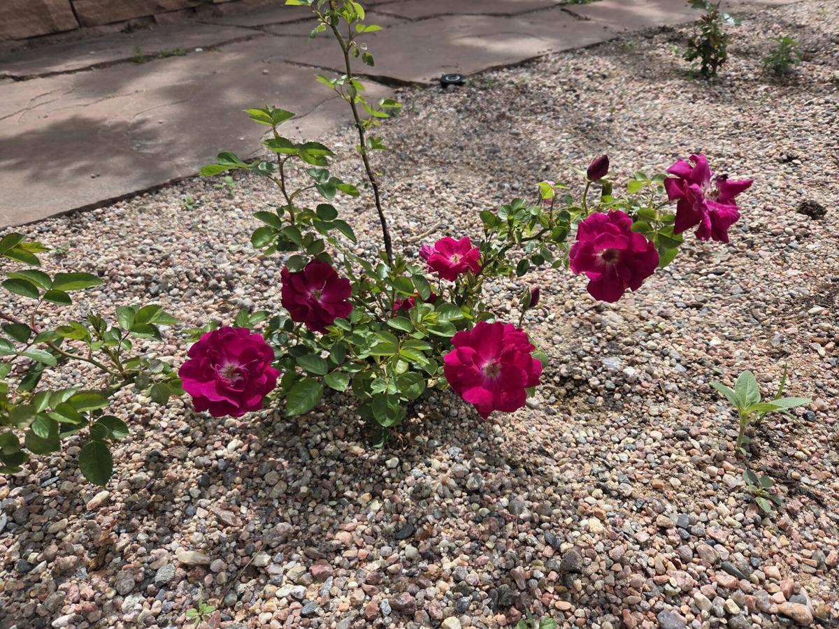 2026-06 CBG roses - Barb Gorges.jpg | | wyomingnews.com