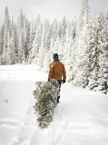 Hunting the elusively wild - perfect Christmas tree | News ...