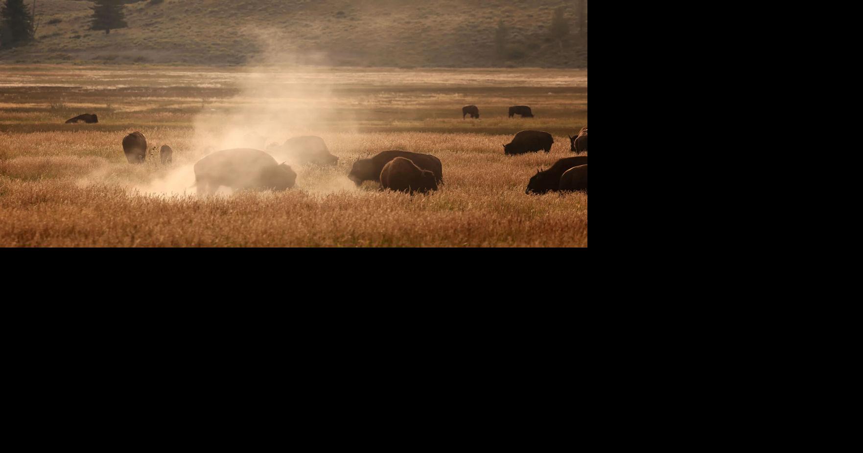 Battle of the behemoths: Wyoming’s bison kick off the rut | News ...