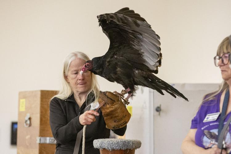Raptor Tools with Rocky Mountain Raptor Program | Gallery | wyomingnews.com