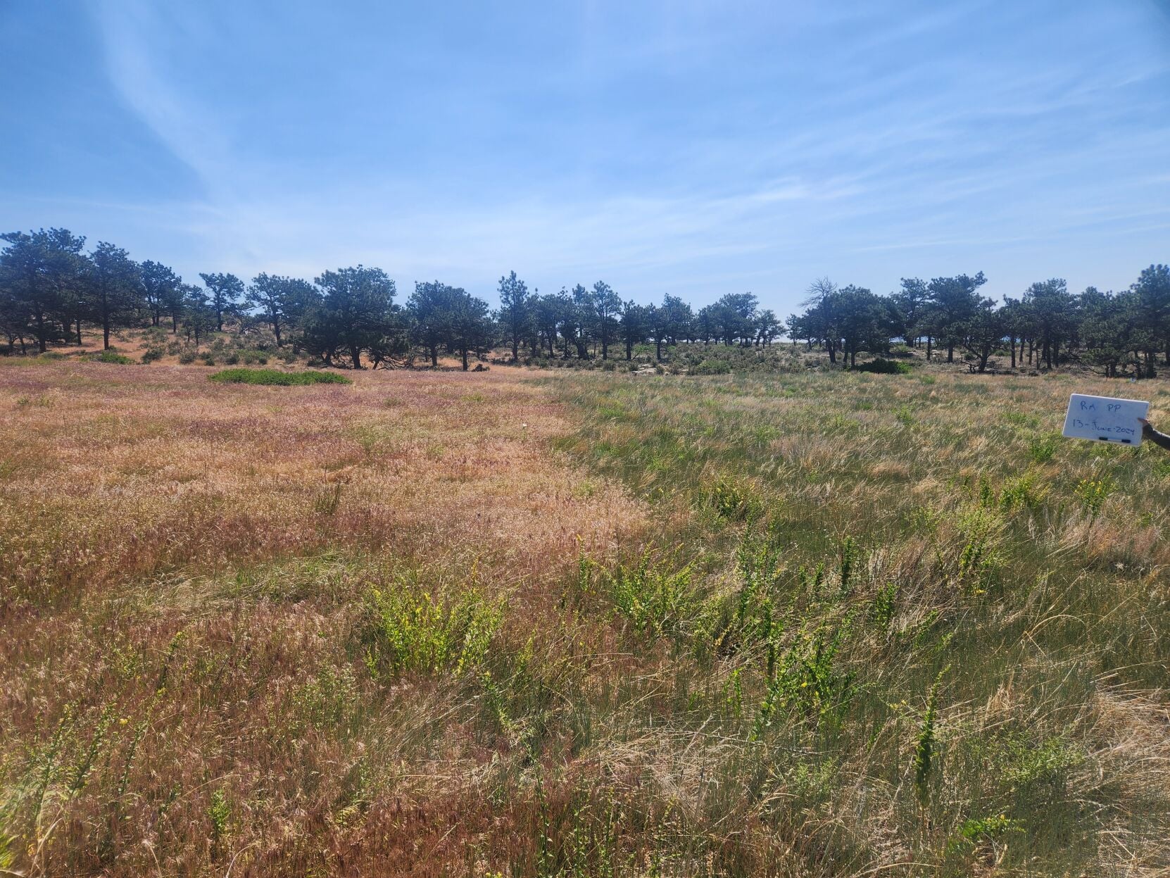 Weed control reaches new heights | Local News | wyomingnews.com