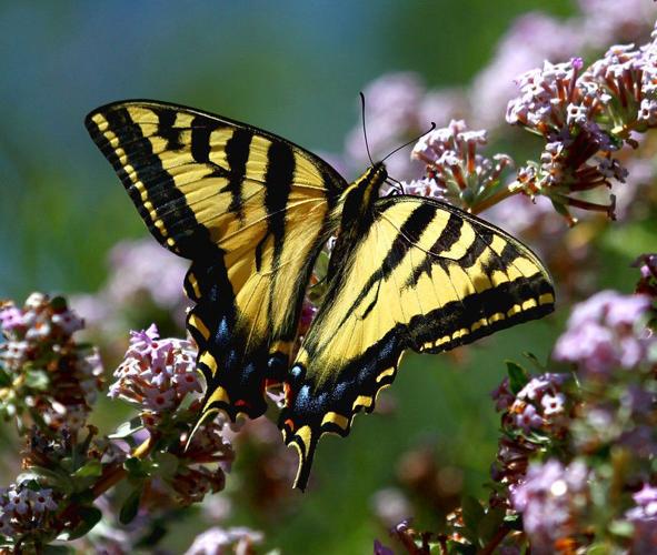 ‘Tis the season for butterflies | News | wyomingnews.com