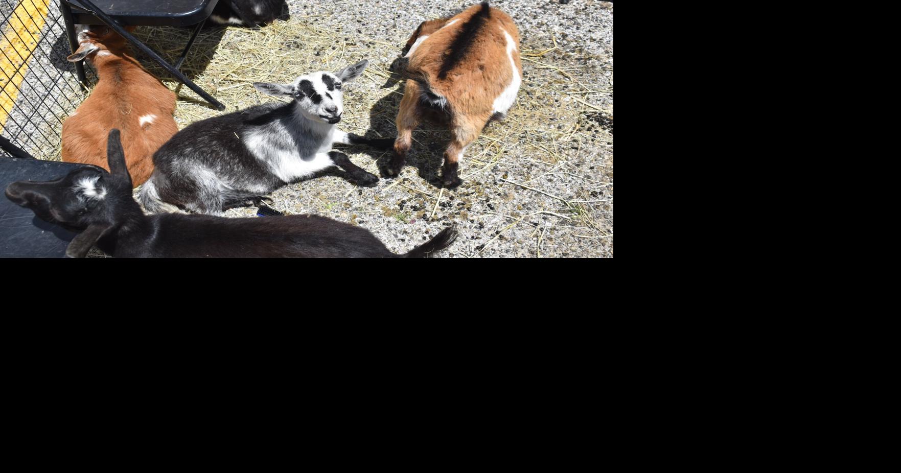 Goat Ladies of Rock River offer benefits of therapy goats | Rawlins ...