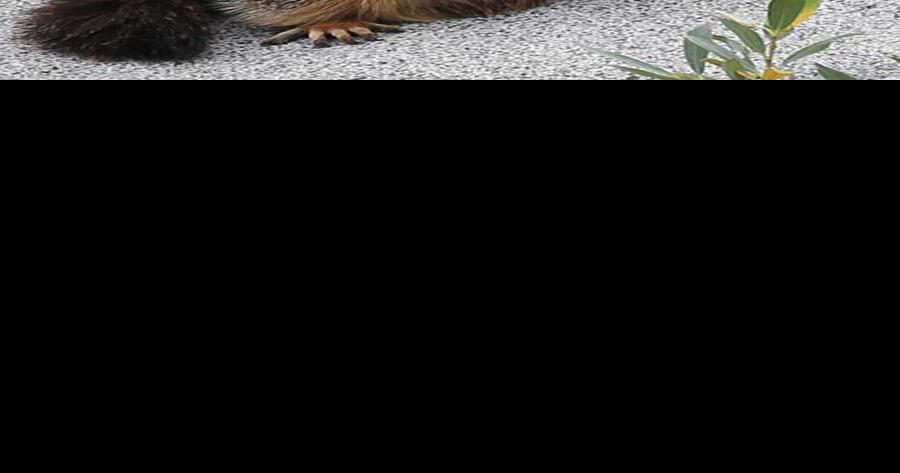 Rock Chuck is the closest thing to a groundhog in the Cowboy State ...