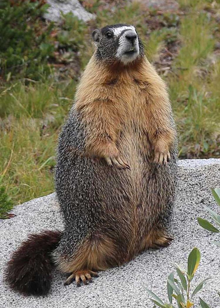 Rock Chuck is the closest thing to a groundhog in the Cowboy State ...
