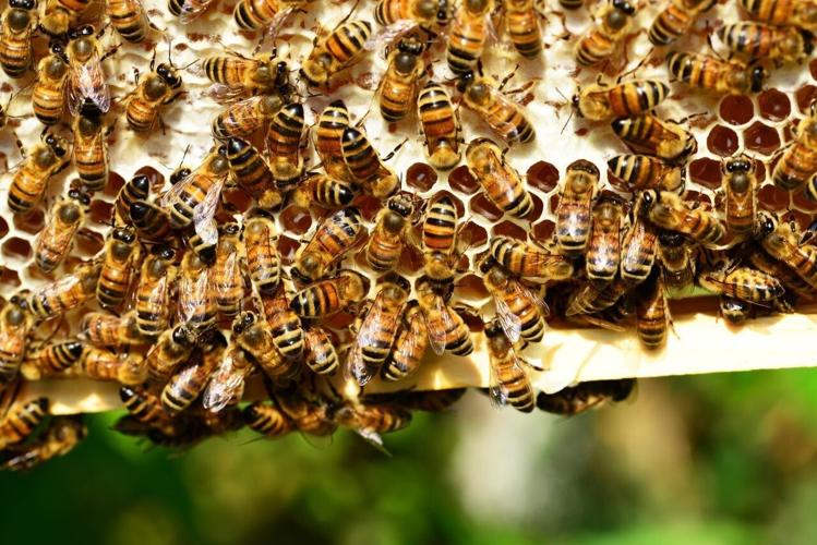 Bumblebees able to problem solve despite having tiny brains | National ...