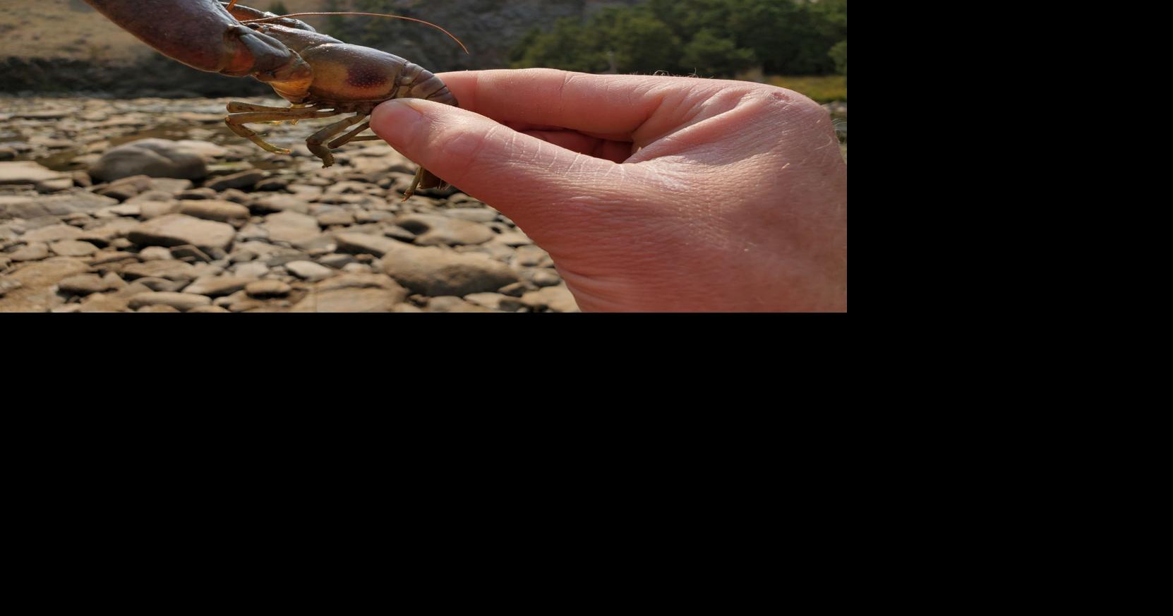 Rusty Crayfish Invasive Species