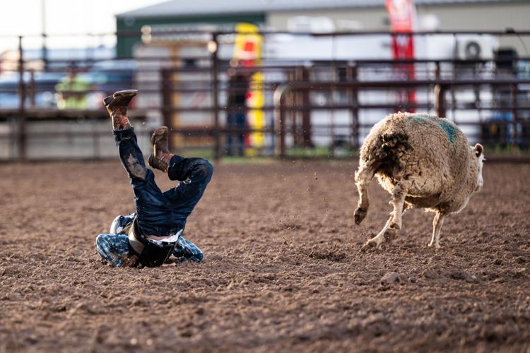 rodeo sheep