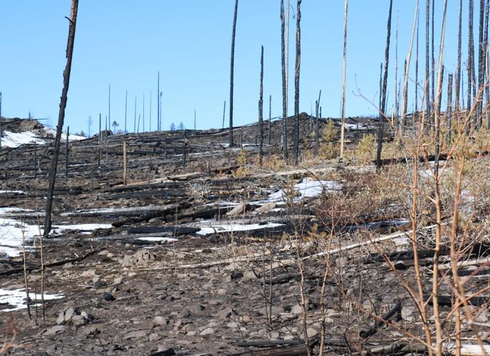 A perfect storm: Why the Mullen Fire grew so big | Local News ...