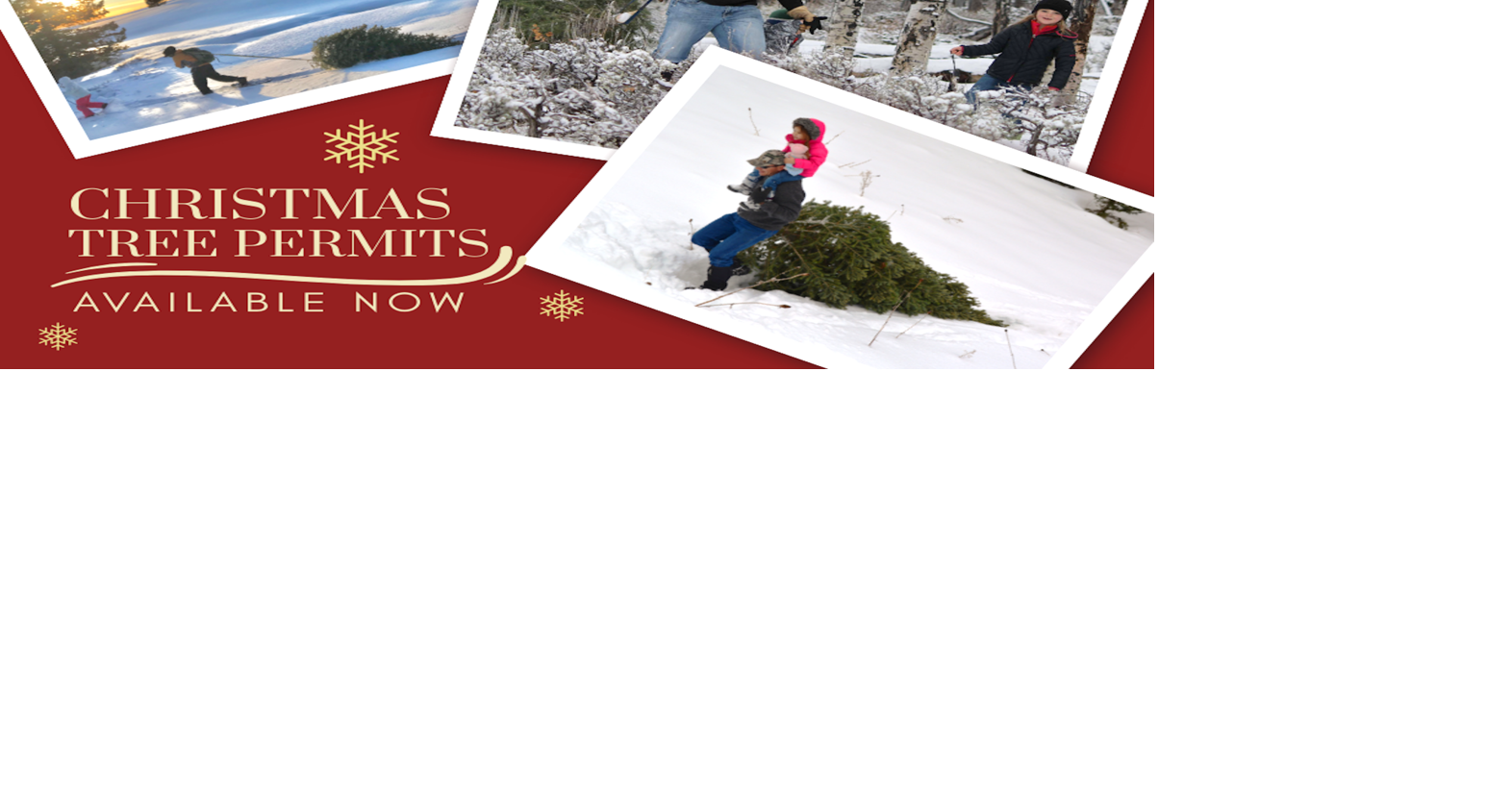 BLM: Christmas tree permits available in Wyoming | Rocket Miner ...