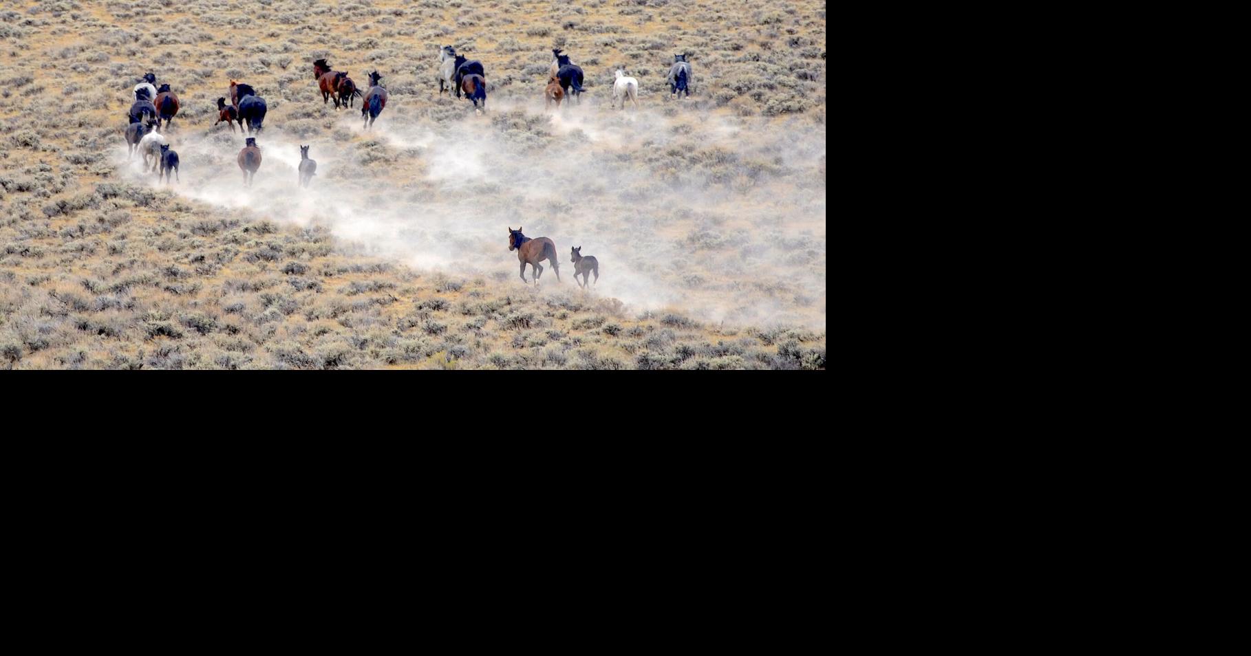 Feds slate purge of ‘checkerboard’ wild horses despite court ruling ...