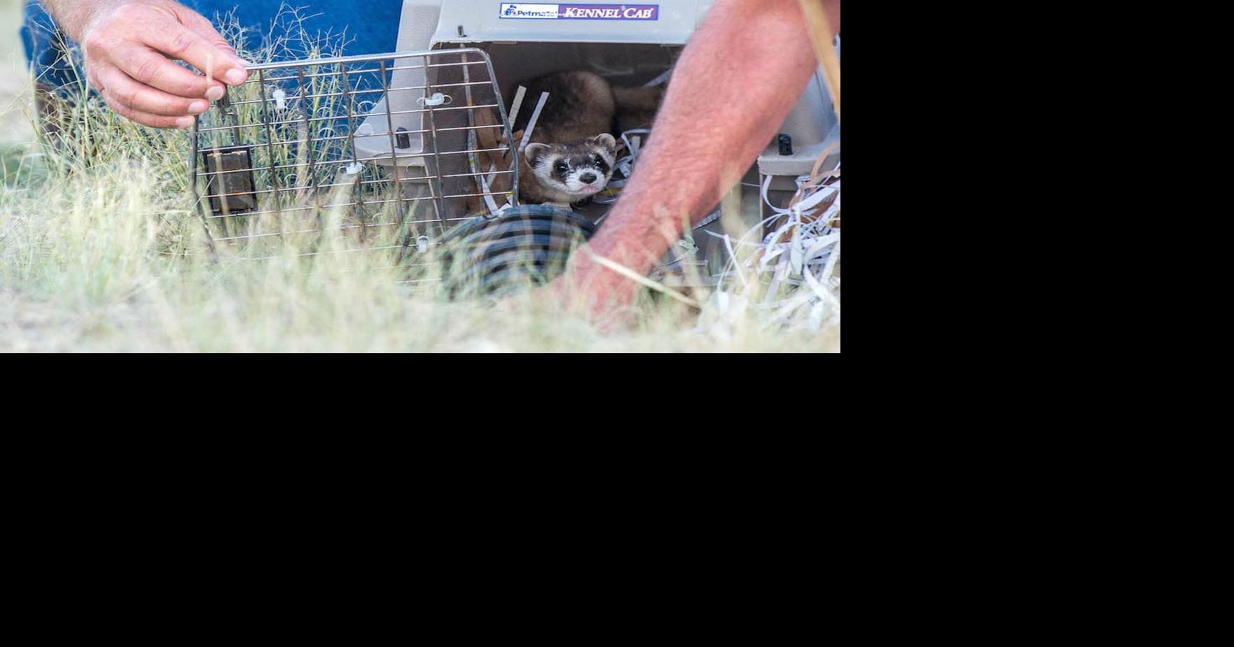 Judge backs feds in Wyoming black-footed ferret reintroduction dispute ...