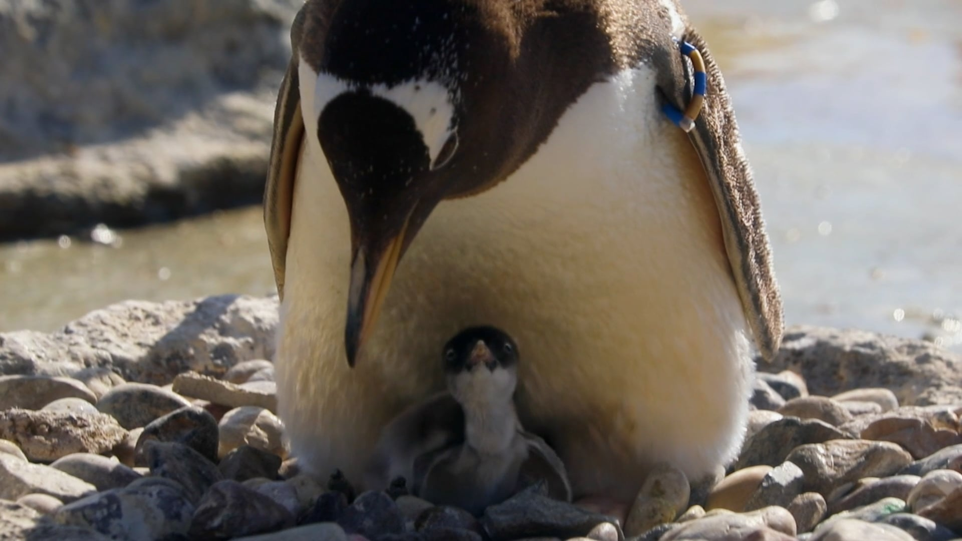 Newly hatched penguins weigh less than chocolate bars | National ...