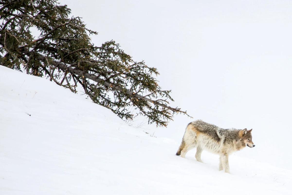 Wyoming Game and Fish proposes cutting wolf hunting season in half ...
