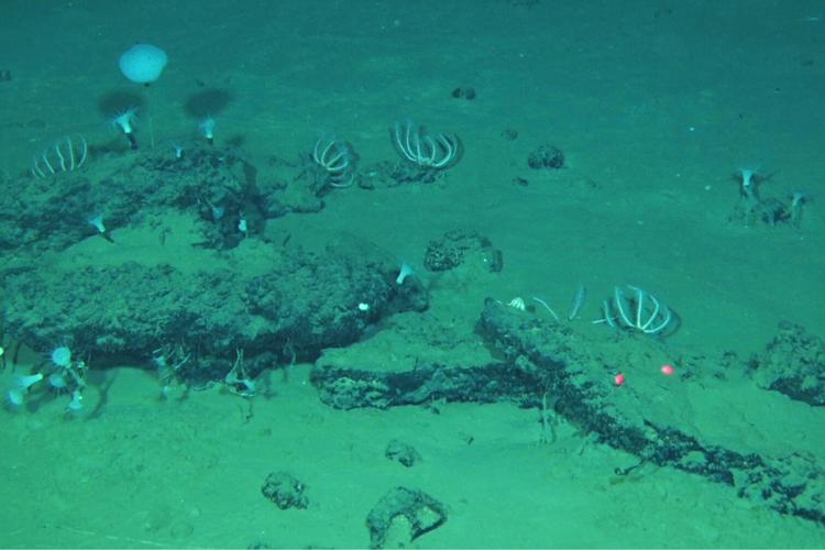 Scientists discover a deep whale graveyard that is teeming with life ...