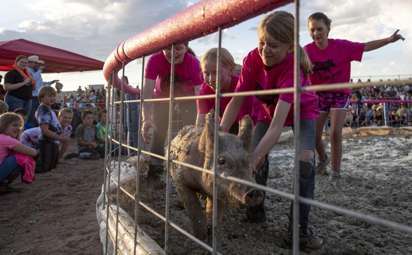 Pig Wrestling | Gallery | wyomingnews.com