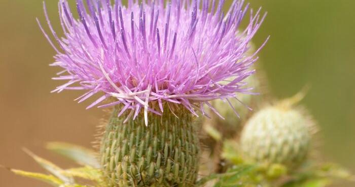New weed treatment guide available from UW Extension | Local News ...