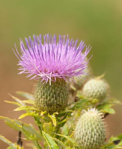New weed treatment guide available from UW Extension | Local News ...