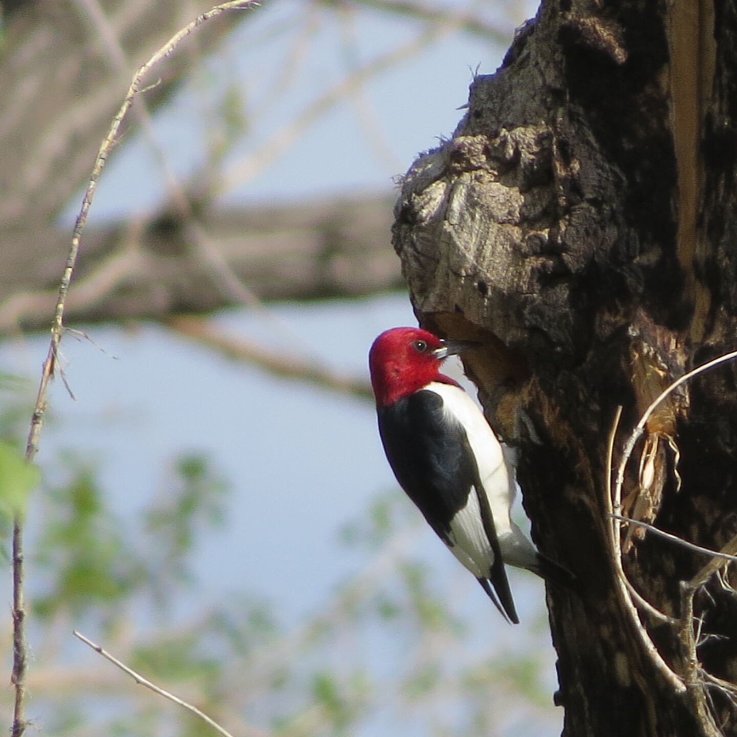 2026-06 Red-headed Woodpecker - Mark Gorges.JPG | | wyomingnews.com