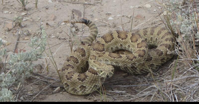 Know your snakes on Wyoming's trails | Things To Do | wyomingnews.com
