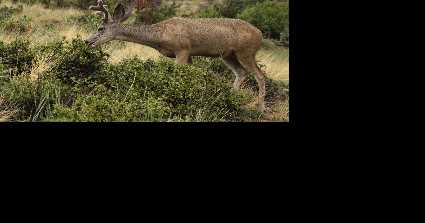 Lawmakers advance bills that separate deer hunting seasons, increase ...