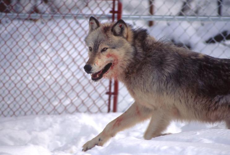 ‘Canadian superwolf’? Nope. So then why are Yellowstone wolves 50% ...