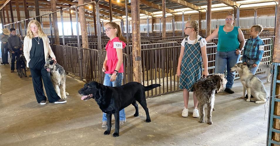 Bonding with dogs tested at Albany County Fair competition | News ...