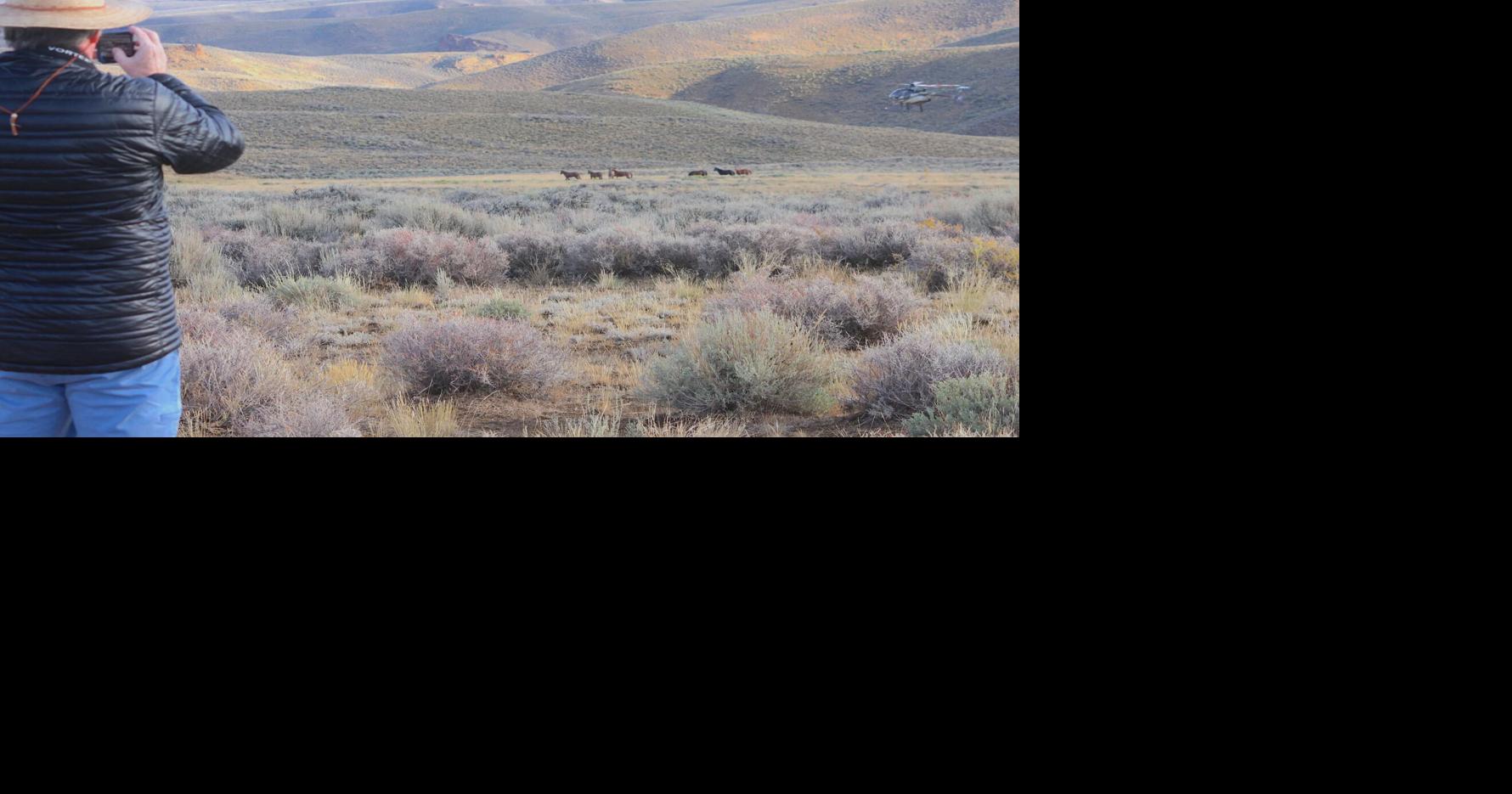 BLM decides over 3,000 wild horses can be eliminated from Wyoming’s ...