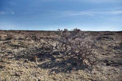House Draw fire scars sagebrush steppe | Local News | wyomingnews.com