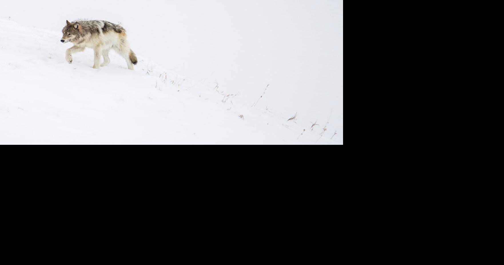 Disease outbreak cuts Wyoming, Yellowstone wolf numbers to lowest level ...