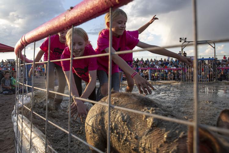 Pig Wrestling | Gallery | wyomingnews.com