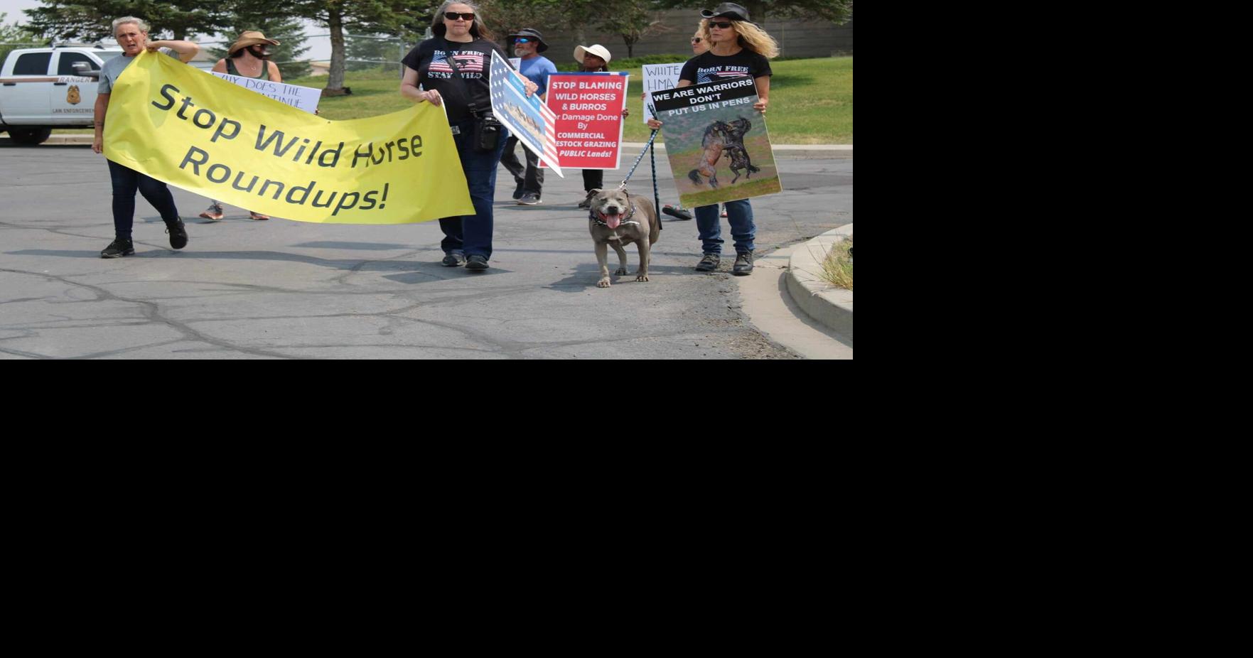 ‘They’re not feral’: Activists urge BLM to cancel wild horse roundup ...