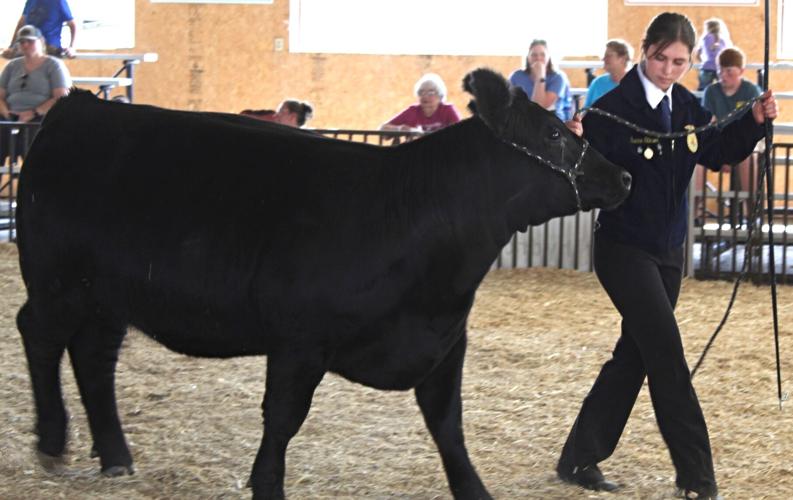 Round Robin for ribbons: Albany County Fair hosts unique event to test ...