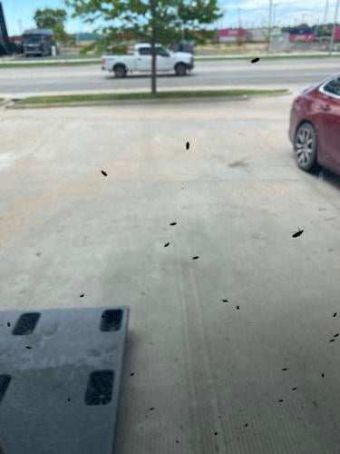 Downtown Cheyenne 'buggin' out,' as swarms of seed bugs appear ...