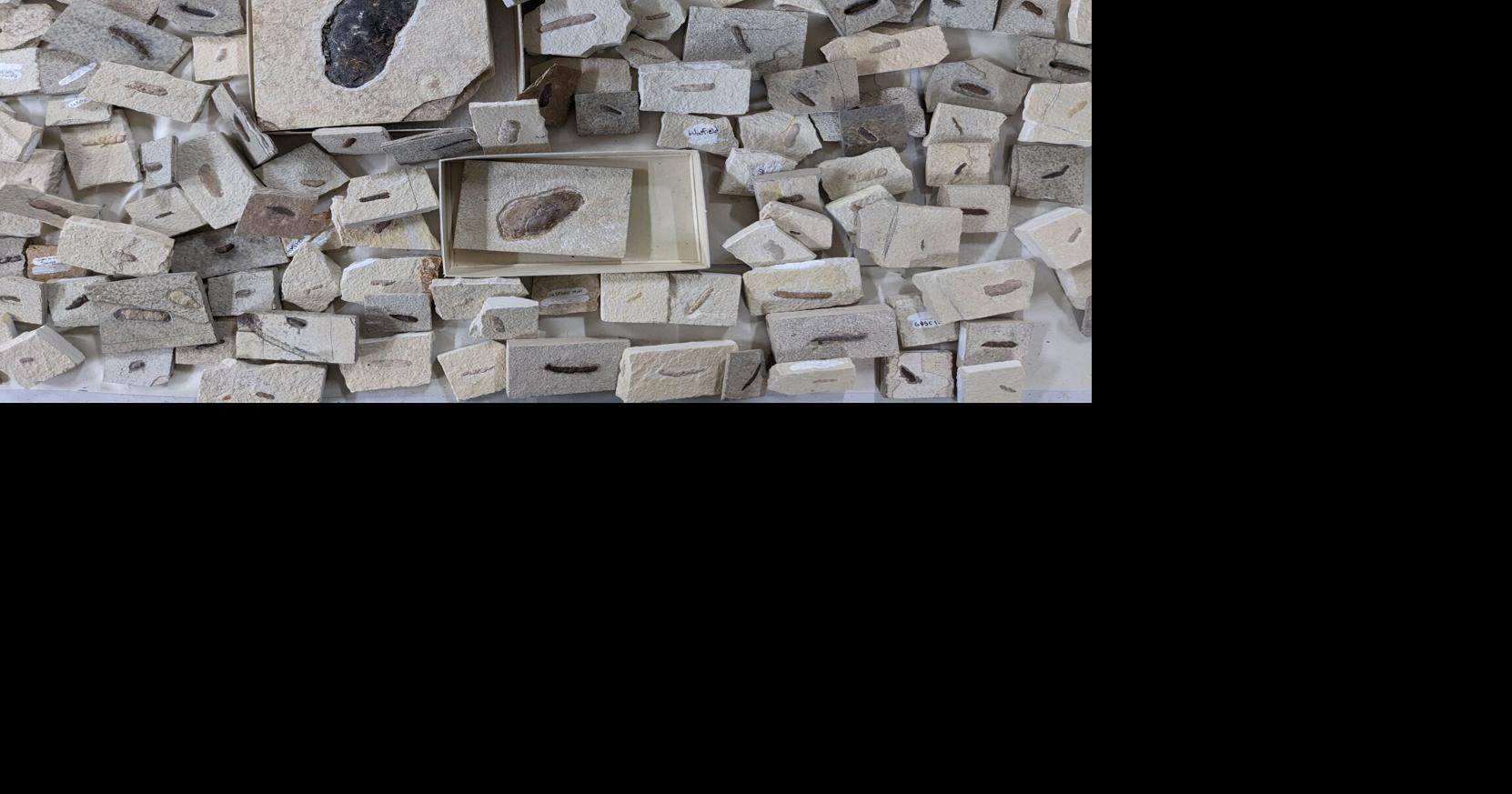 Fossilized poop exhibit: Coming this summer to park museum restroom ...