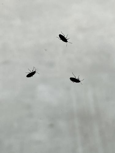 Downtown Cheyenne 'buggin' out,' as swarms of seed bugs appear ...