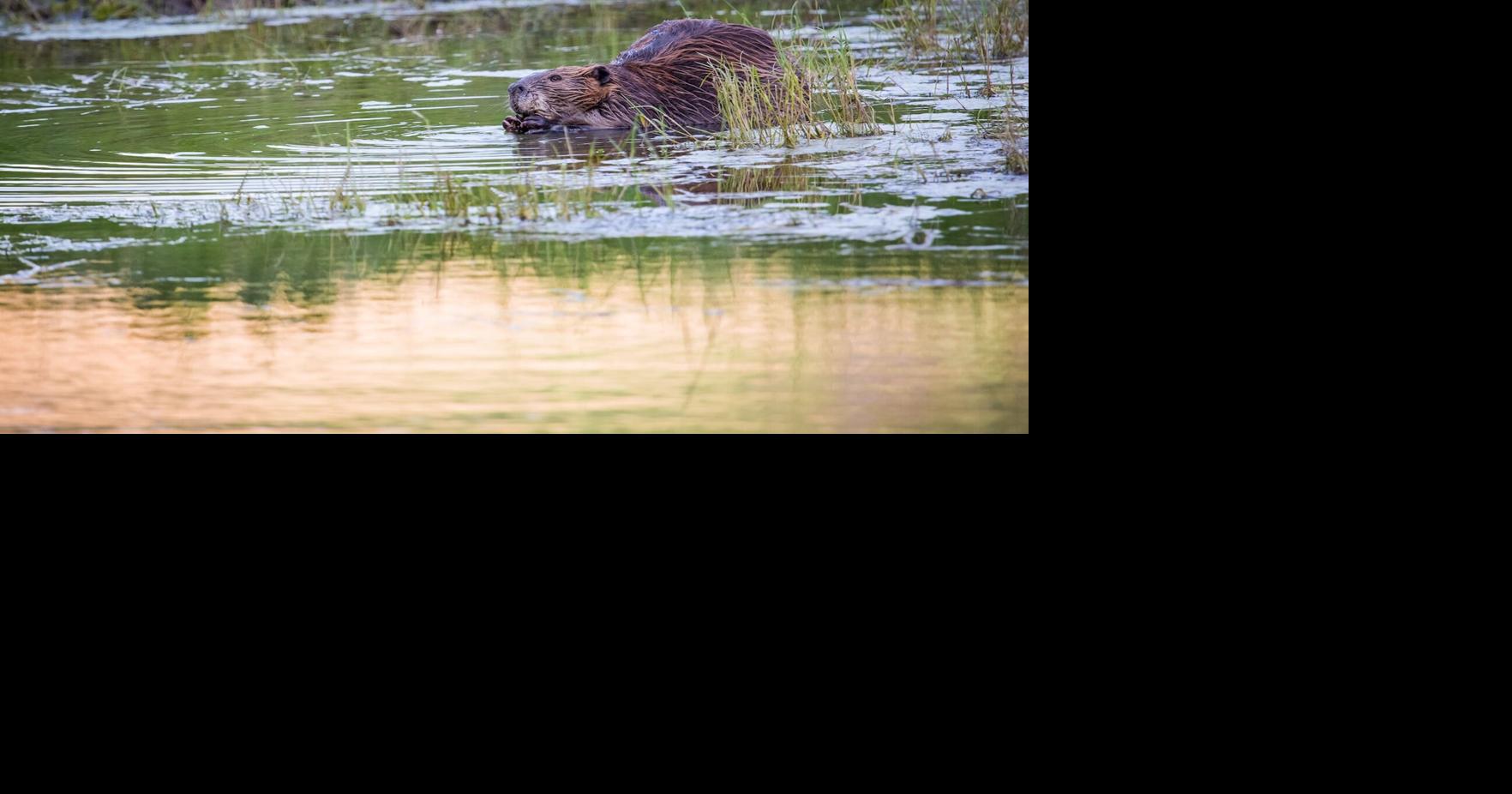 Fake beaver dams help restore Wyoming wetlands | Local News ...